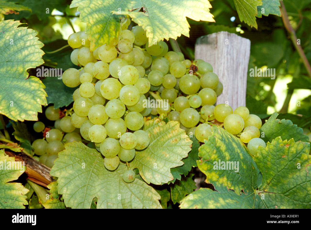 grapes on grapevine Stock Photo - Alamy