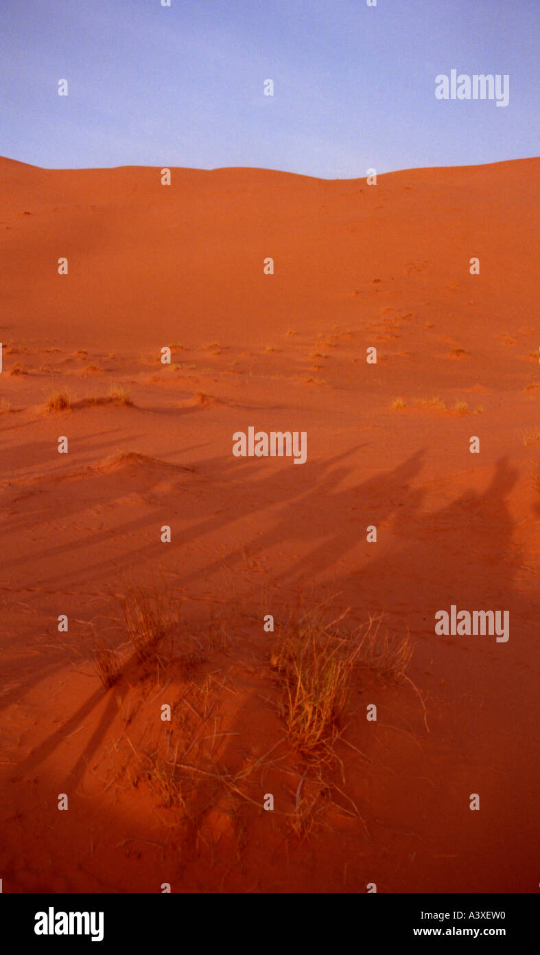 Camel shadow desert train hi-res stock photography and images - Alamy