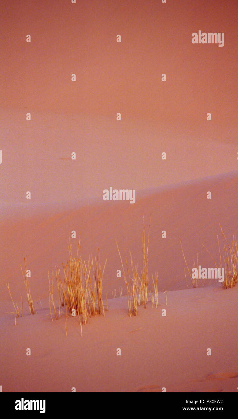 Grass growing out of a sand dune of the Sahara at Merzouga, Morocco ...