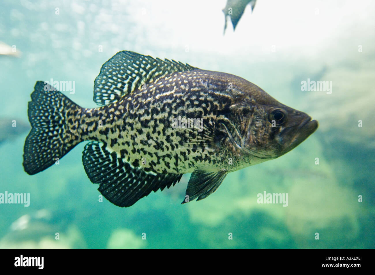 Crappie Aquarium