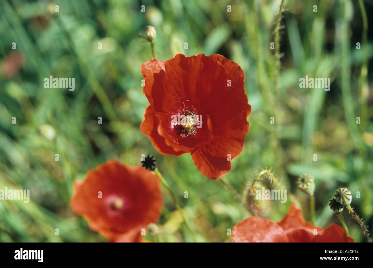 Nurit hi-res stock photography and images - Alamy