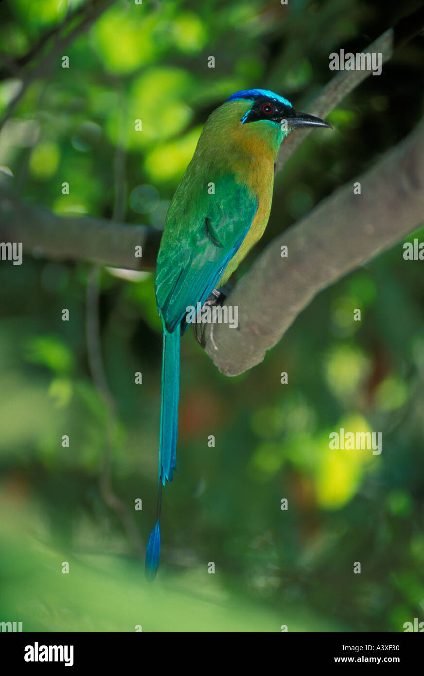 MOTMOT Blue-crowned (Momotus momota) Costa Rica Stock Photo - Alamy