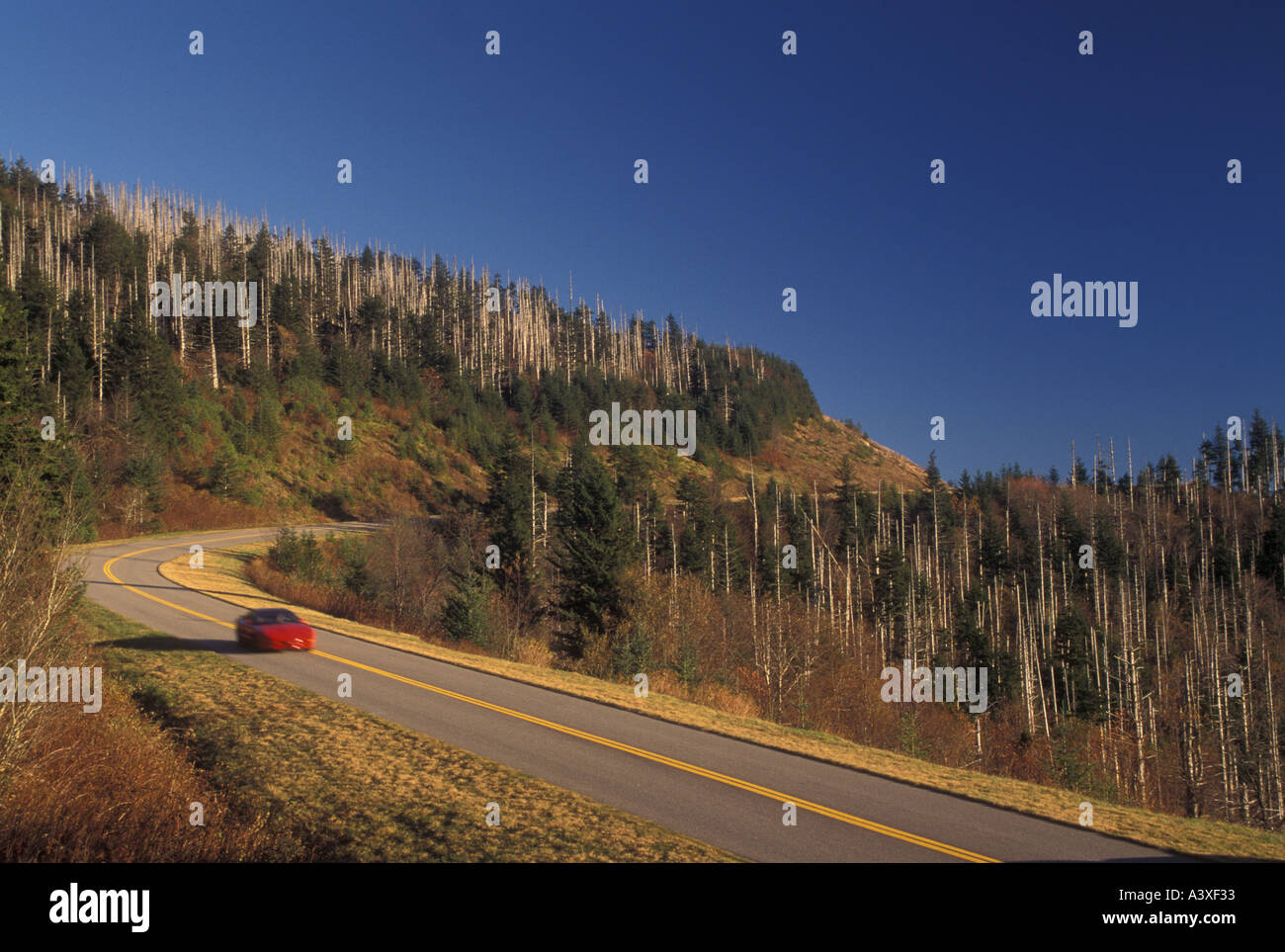 Acid rain damage appalachian mountains hi-res stock photography and ...