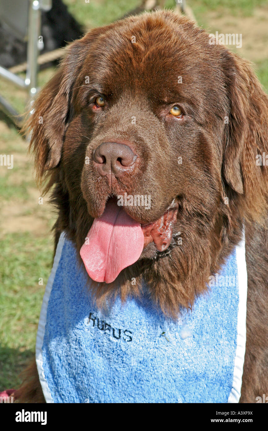 Are Newfoundland Dogs Protective