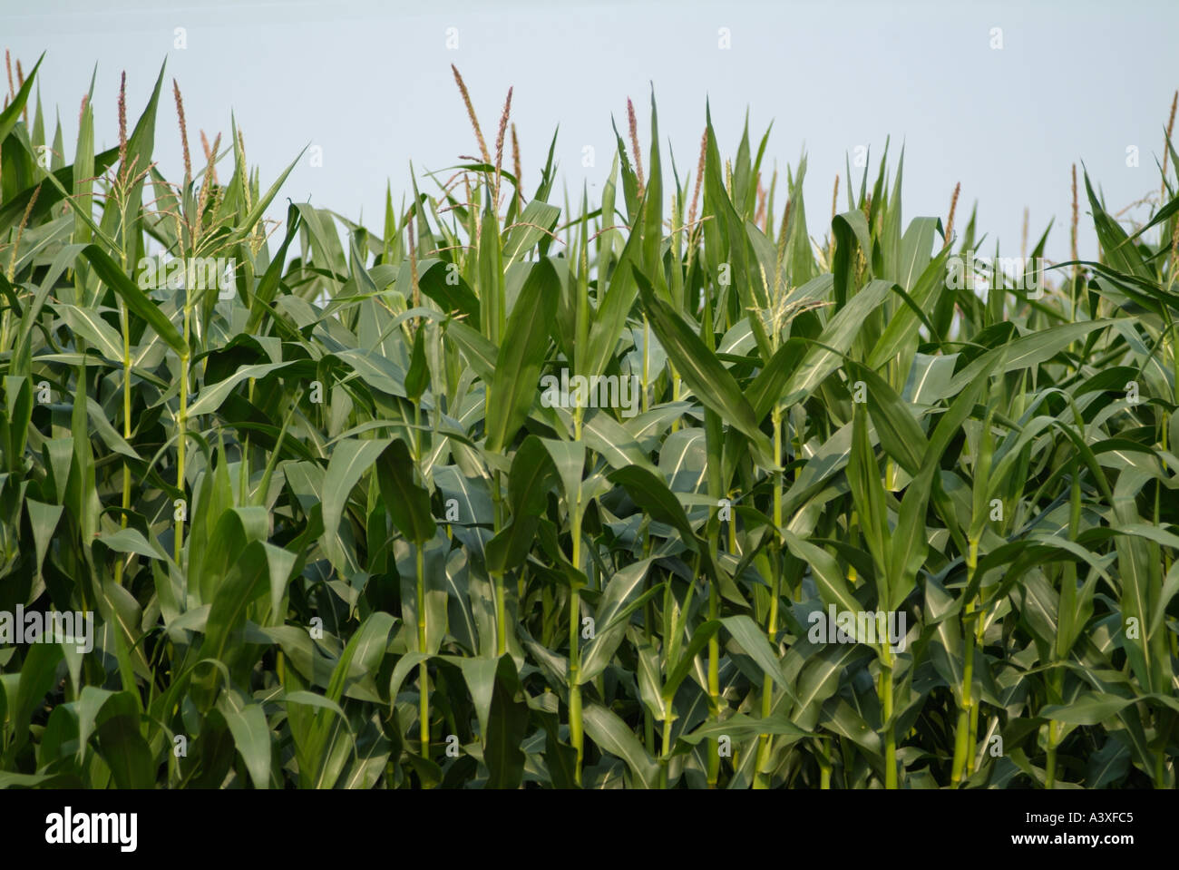 corn maize growing in field farm farming agriculture defra farmer Stock ...
