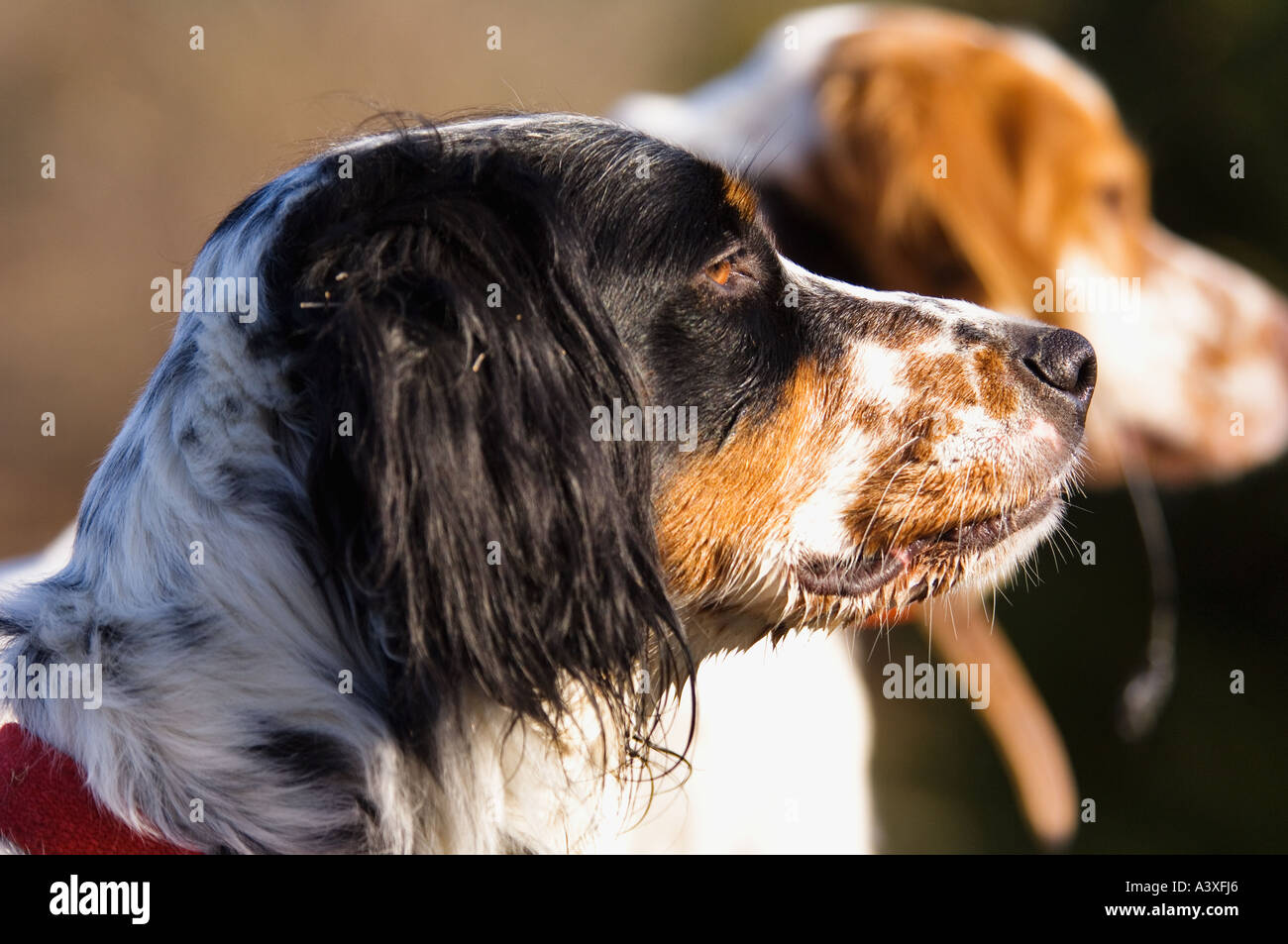English setter club hi-res stock photography and images - Alamy