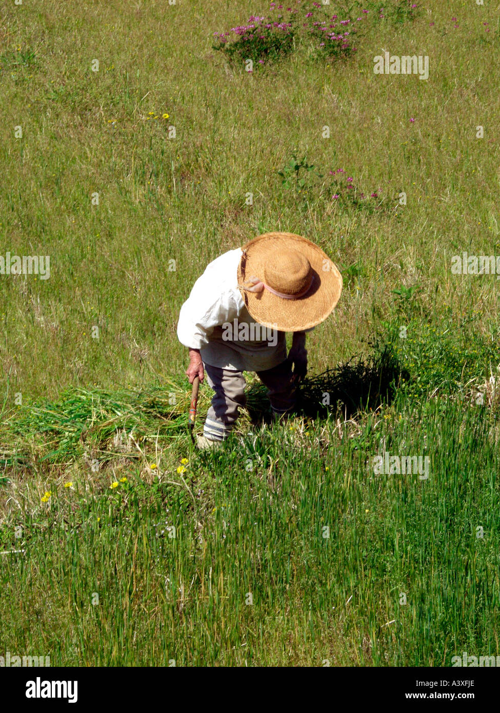 Japan farmer man hi-res stock photography and images - Alamy