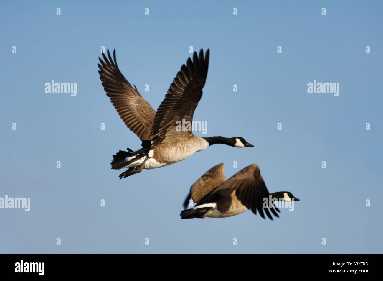 Canada Geese Branta canadensis In Flight Southern Indiana Stock Photo ...