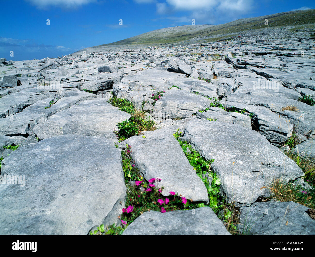 the burren, burrin, county clare, alpine flora, geological remains ...