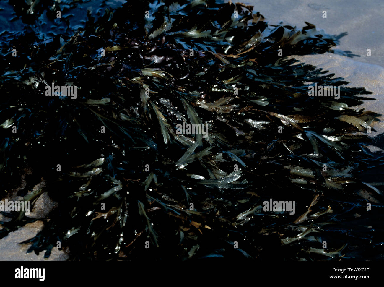 sea weed growing on the foreshore of the atlantic sea Stock Photo - Alamy