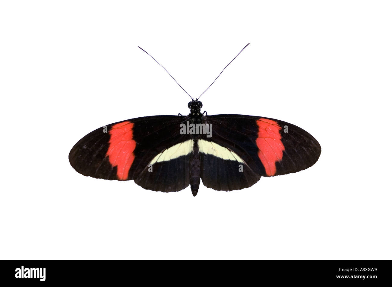 Postman Heliconius erato petiverana Butterfly on White Background Stock ...