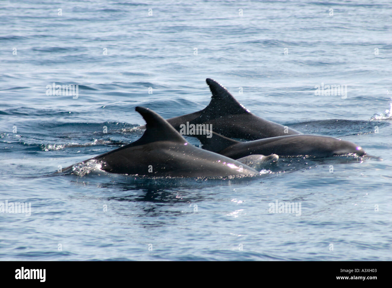 Adriatic dolphin pod hi-res stock photography and images - Alamy