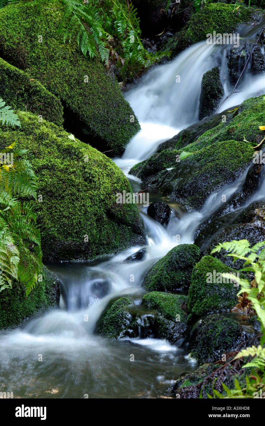 Mountain Creek among mossy rocks in temperate rainforest Vancouver ...