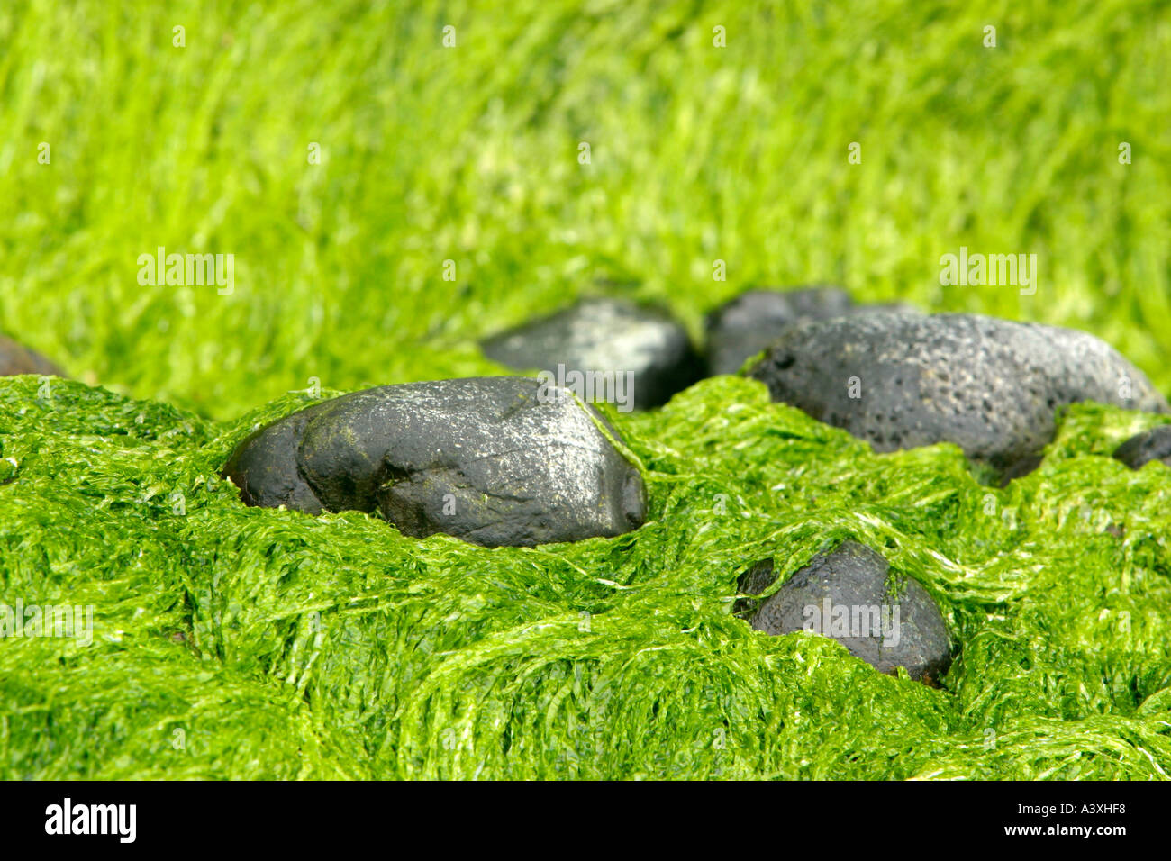 West coast canada seaweed hi-res stock photography and images - Alamy