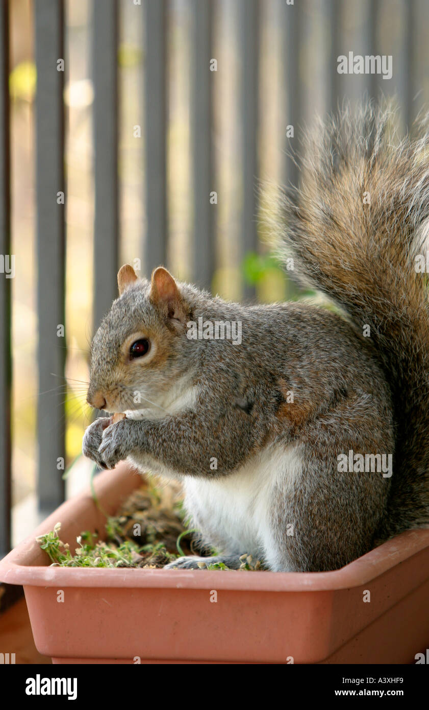 Squirrel in a flower pot Vancouver Island British Columbia Canada Stock ...
