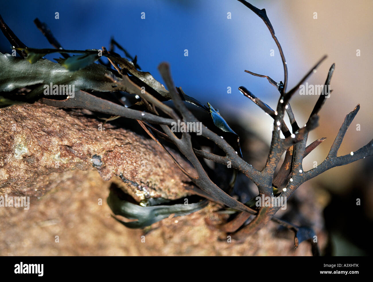ireland, county kerry, dingle peninsula camp, sea weed attached to a ...