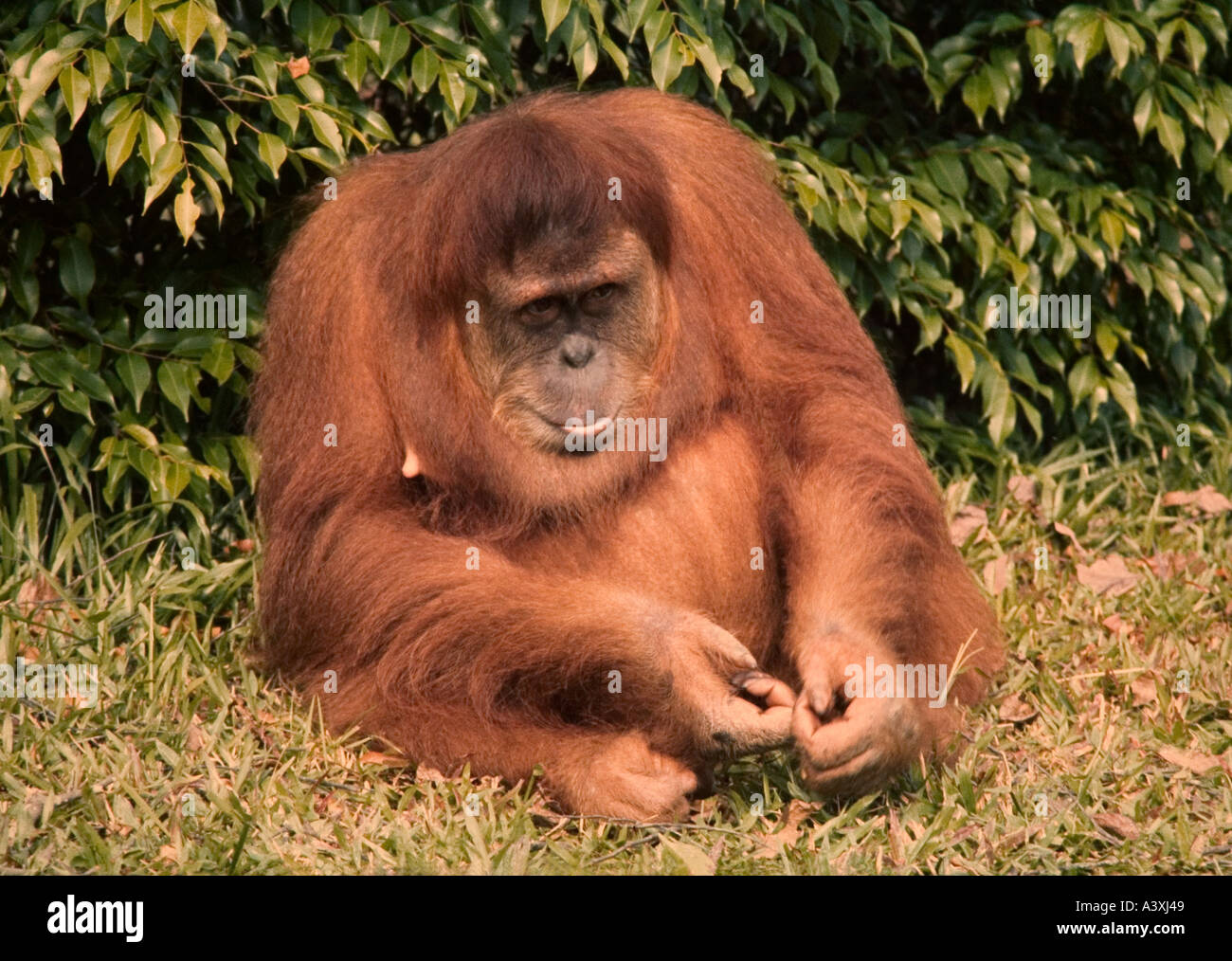 Ah meng hi-res stock photography and images - Alamy
