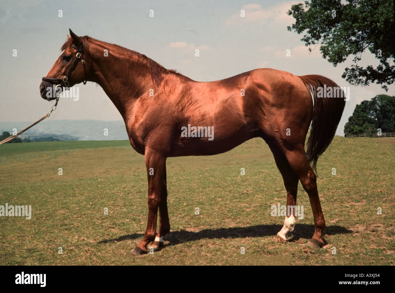 Stud stallion Royal Match Stock Photo - Alamy