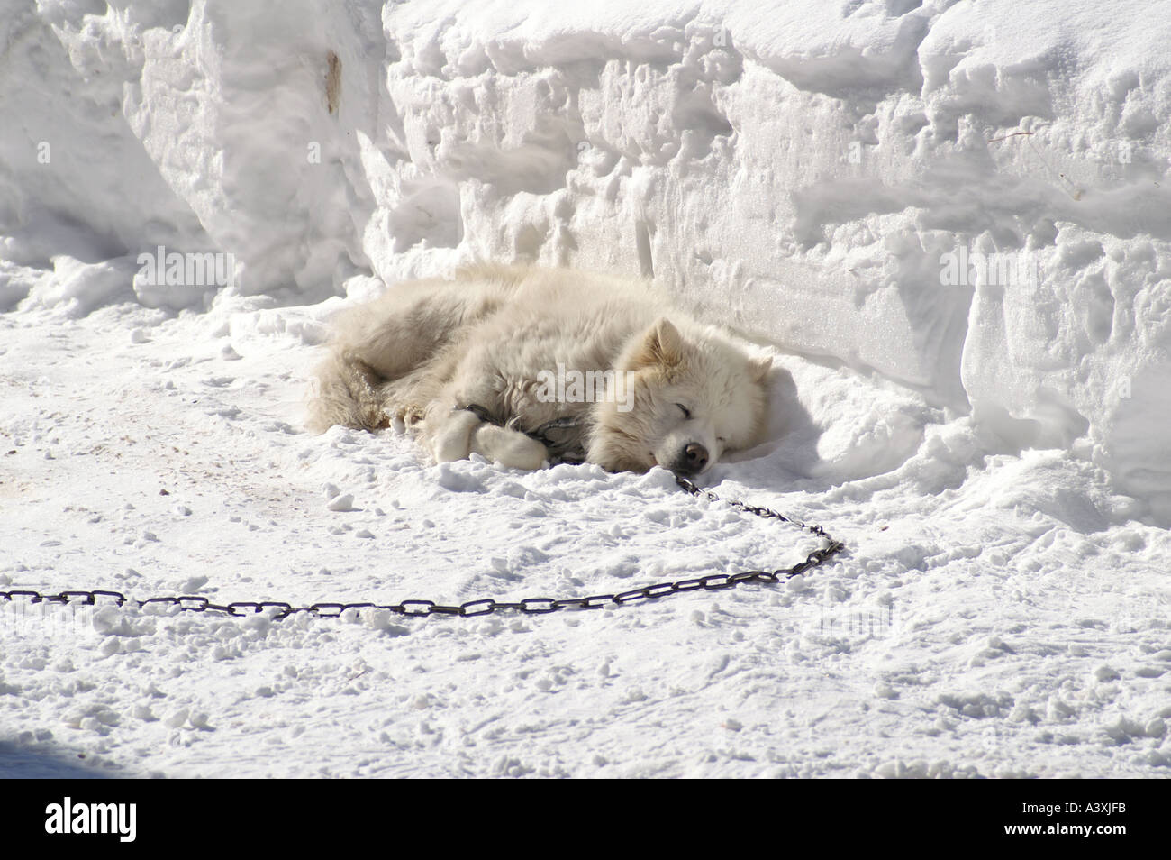 White mountain dog husky family sleeping in the sun and snow Stock ...