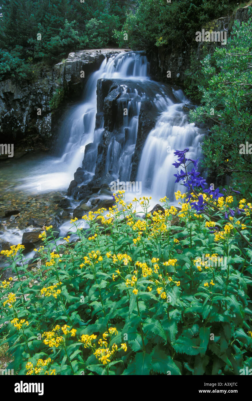 Mountain Waterfall Wildflowers American Basin San Juan Mountains ...