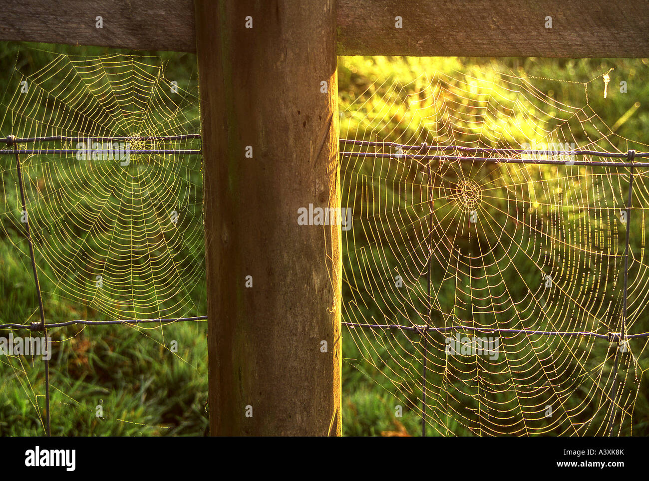 All Spiders Build Webs High Resolution Stock Photography and Images - Alamy