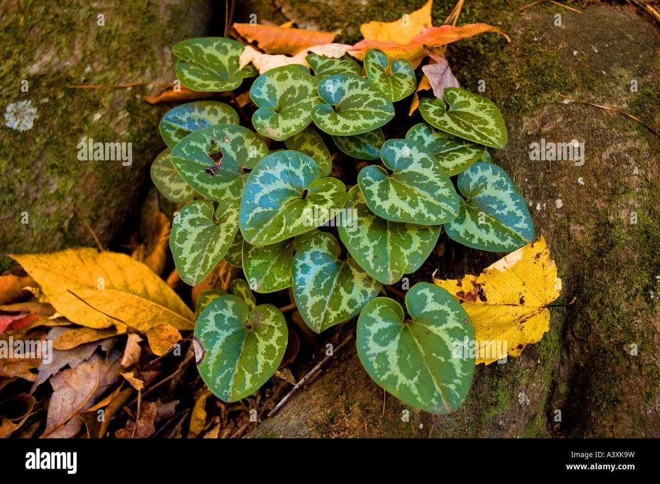 Asarum Shuttleworthii