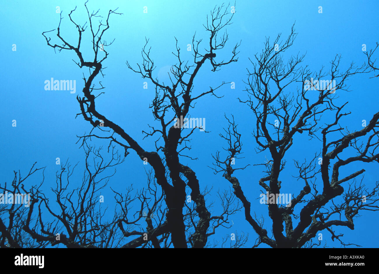 burnt burned oak tree branches silhouette forest Massif des Maures Var ...