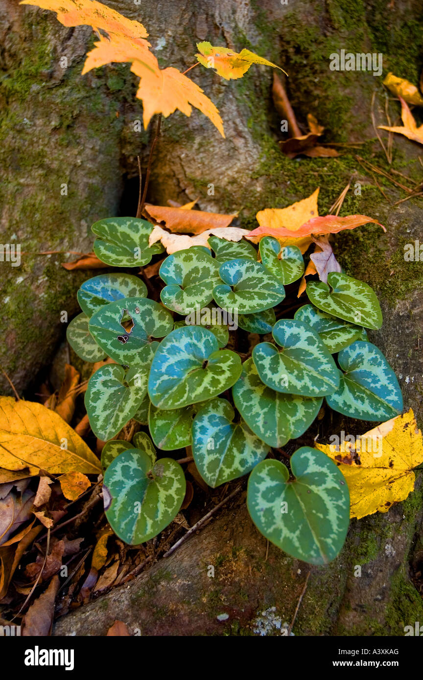 Asarum (wild ginger) at base of tree along Bolin Creek, Carrboro, NC ...