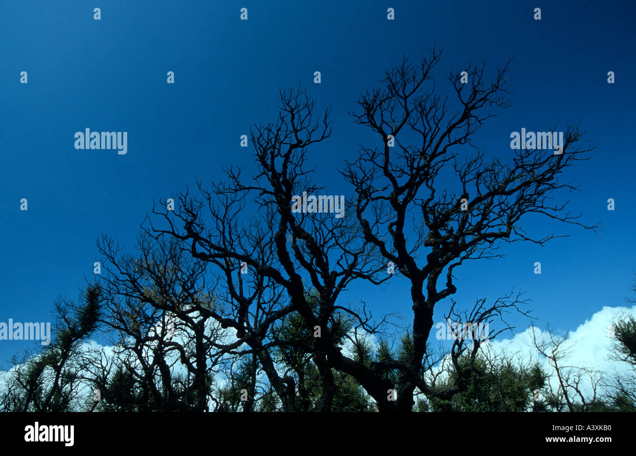 burnt burned oak tree branches silhouette forest Massif des Maures Var ...