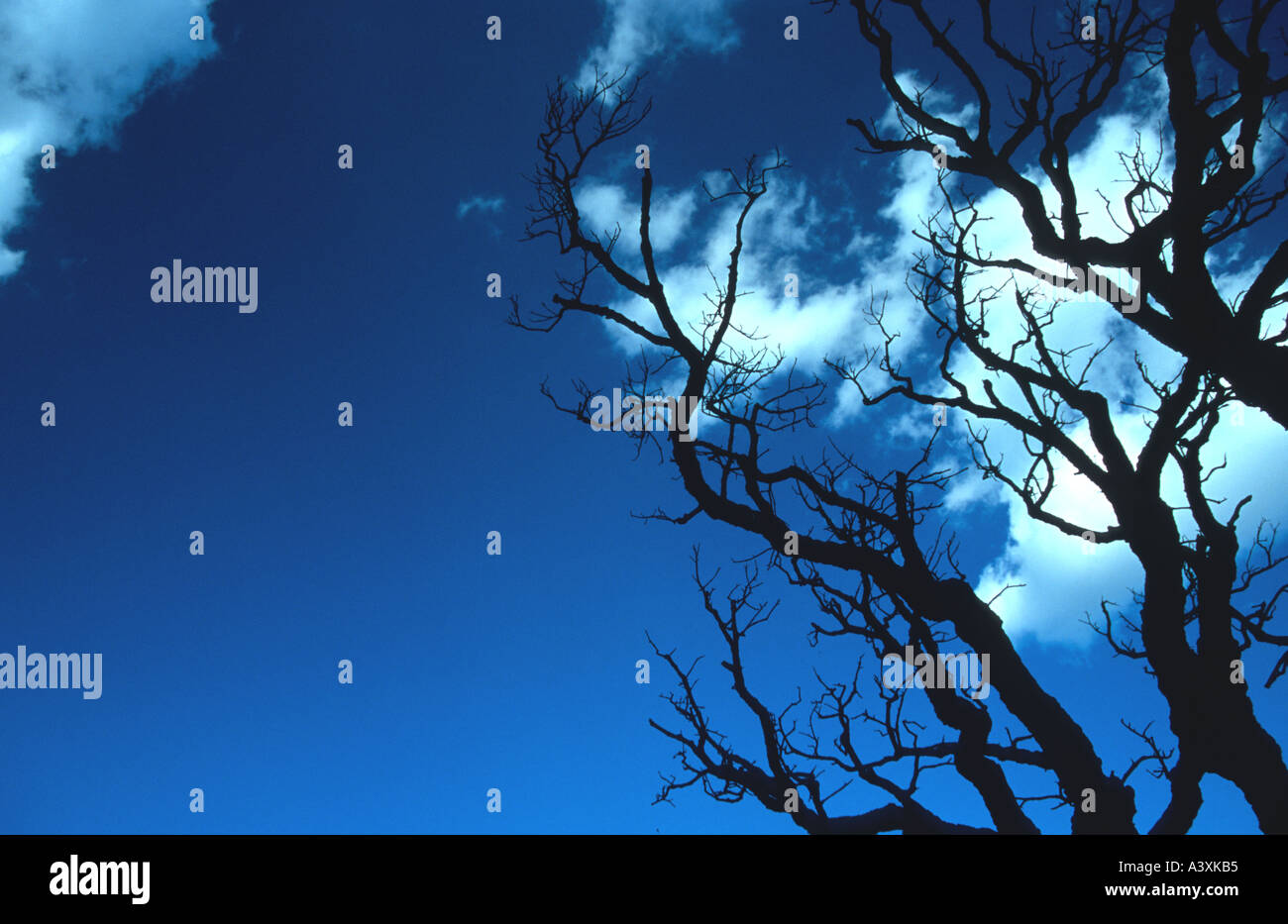 burnt burned oak tree branches silhouette forest Massif des Maures Var ...