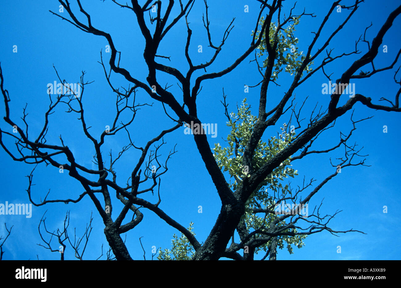 burnt burned oak tree branches silhouette forest Massif des Maures Var ...