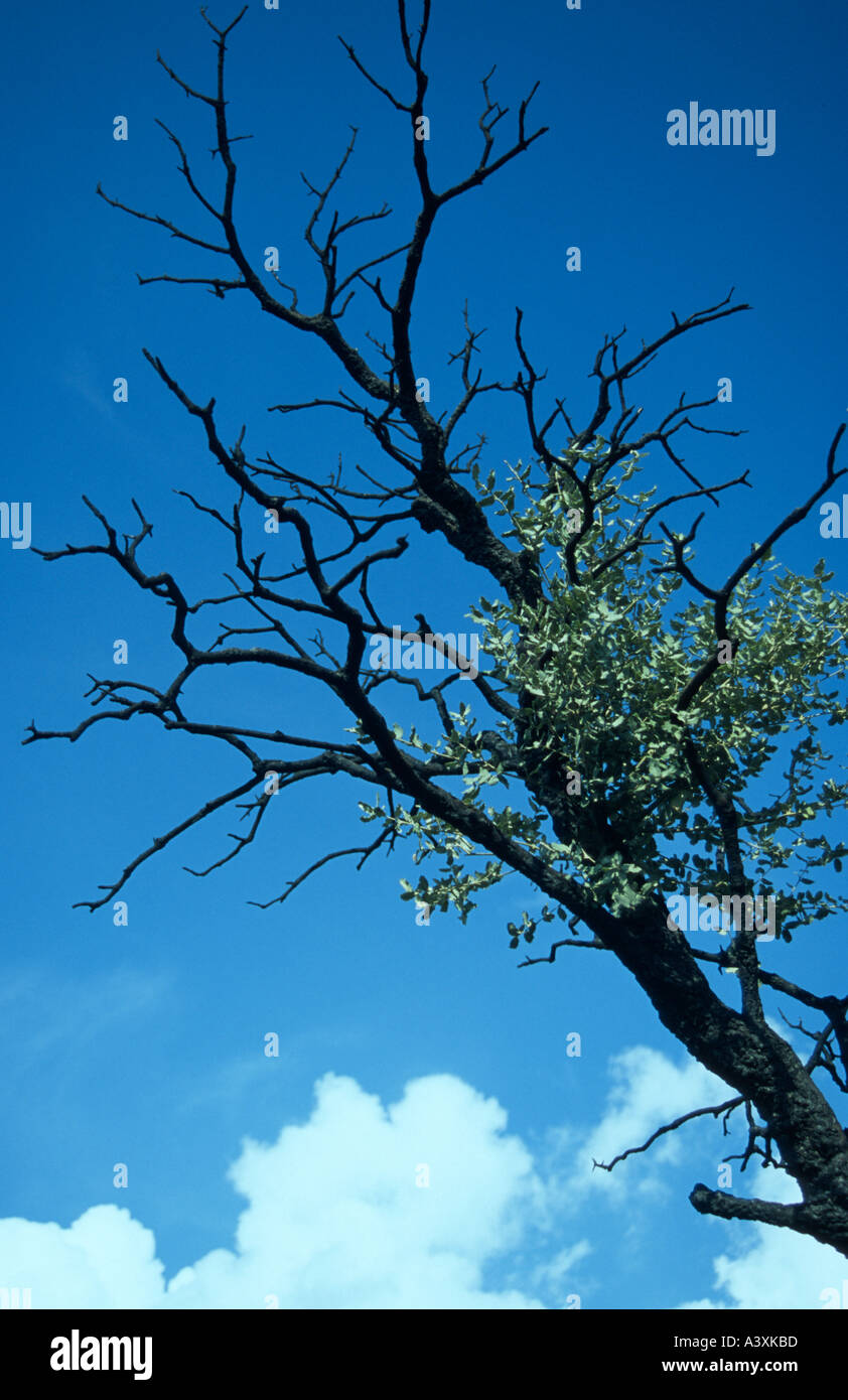 burnt burned oak tree branches silhouette new green growth forest ...