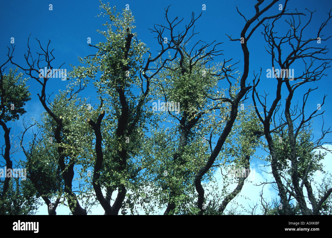 burnt burned oak tree branches new green growth silhouette forest ...