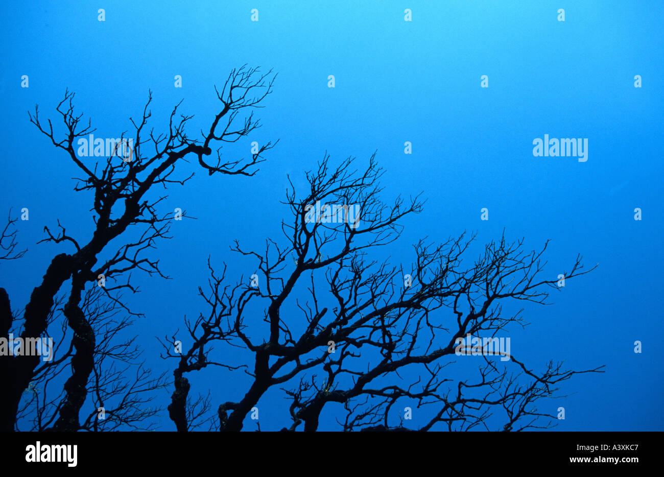 Burnt burned oak tree branches hi-res stock photography and images - Alamy