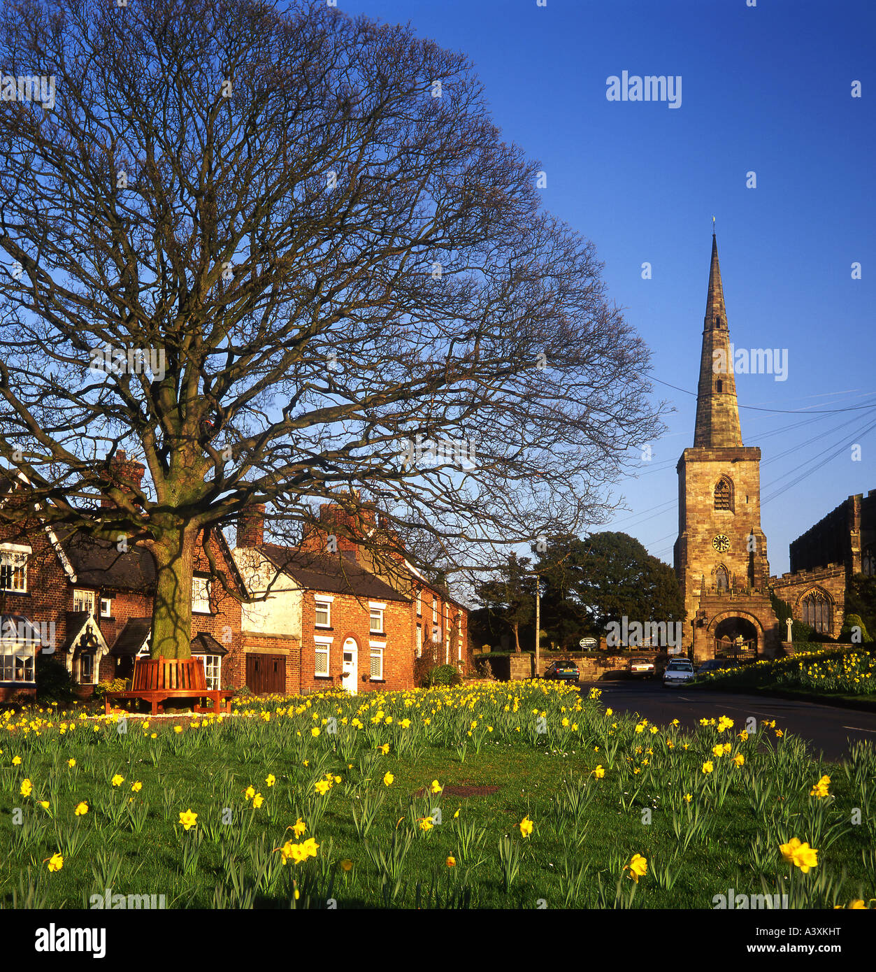 Daffodils on the Village Green at Astbury, Near Congleton, Cheshire ...