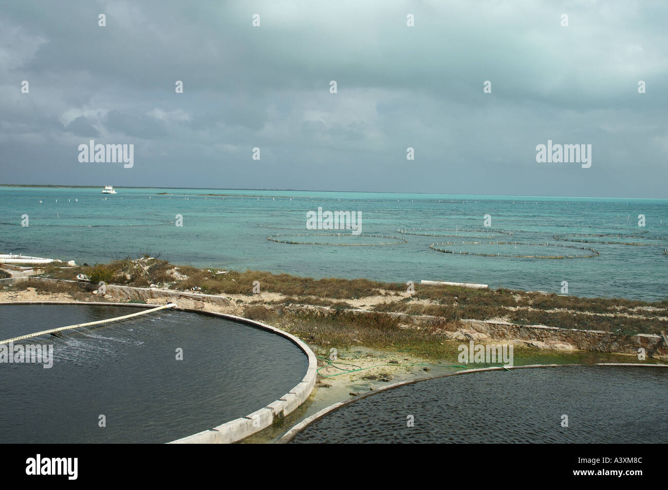 Conch farm hi-res stock photography and images - Alamy