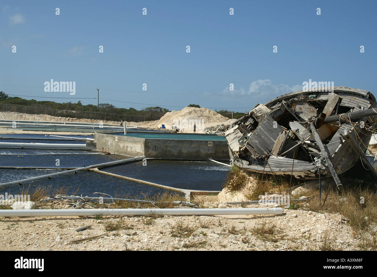 Turks caicos islands conch farm hi-res stock photography and images - Alamy