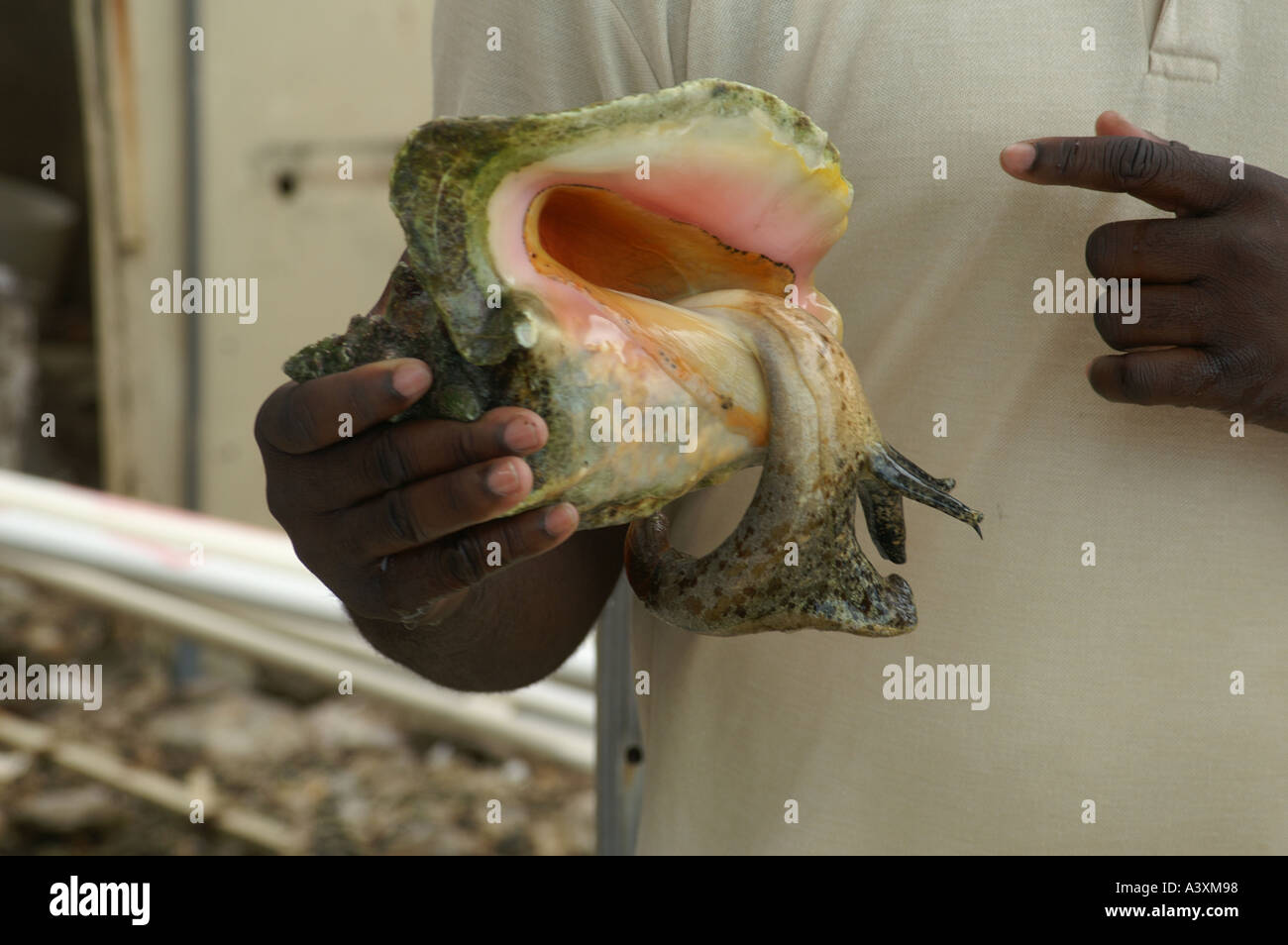 Turks and Caicos Islands Conch farm Providenciales Provo Caribbean West ...