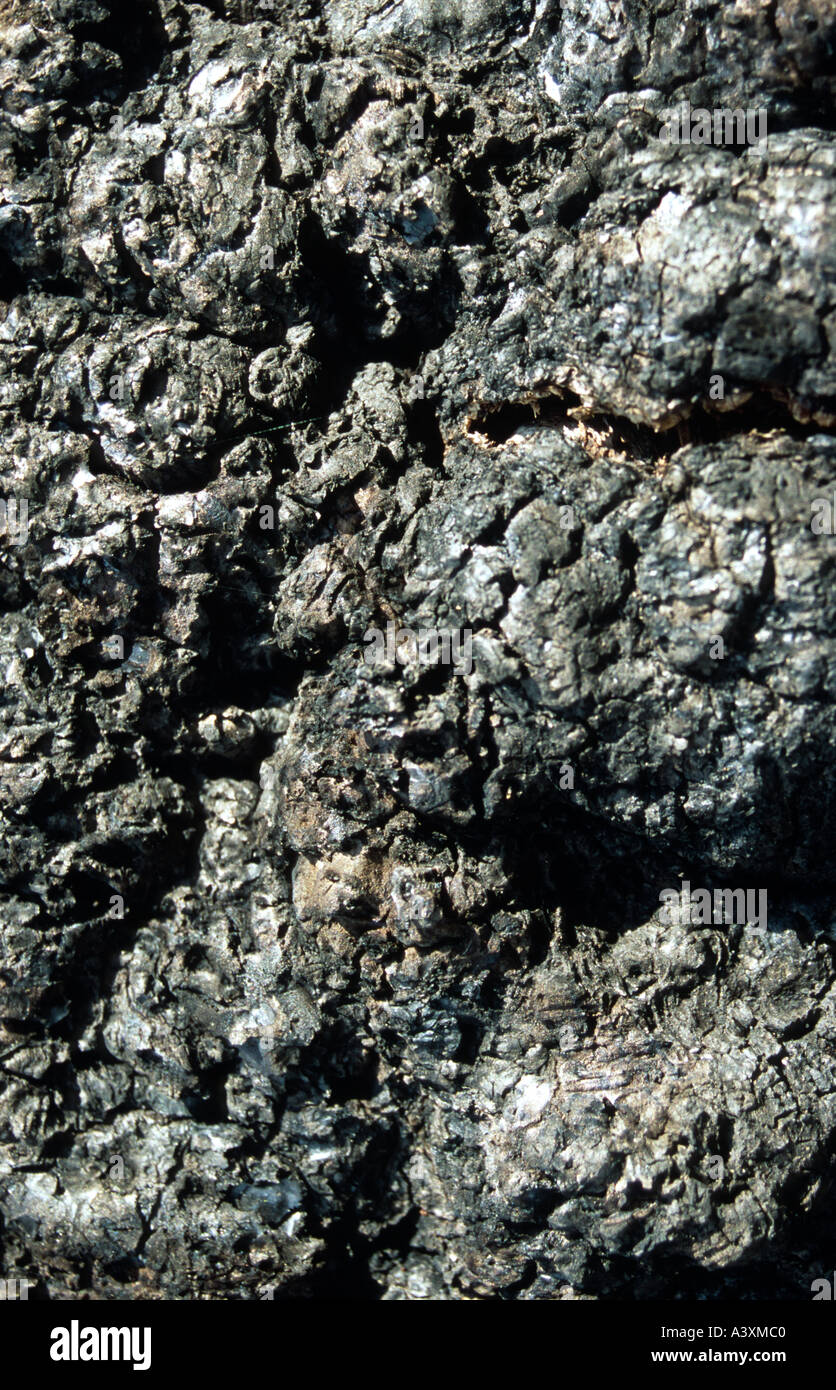 Burnt burned fire damage black oak bark tree forest Massif des Maures ...