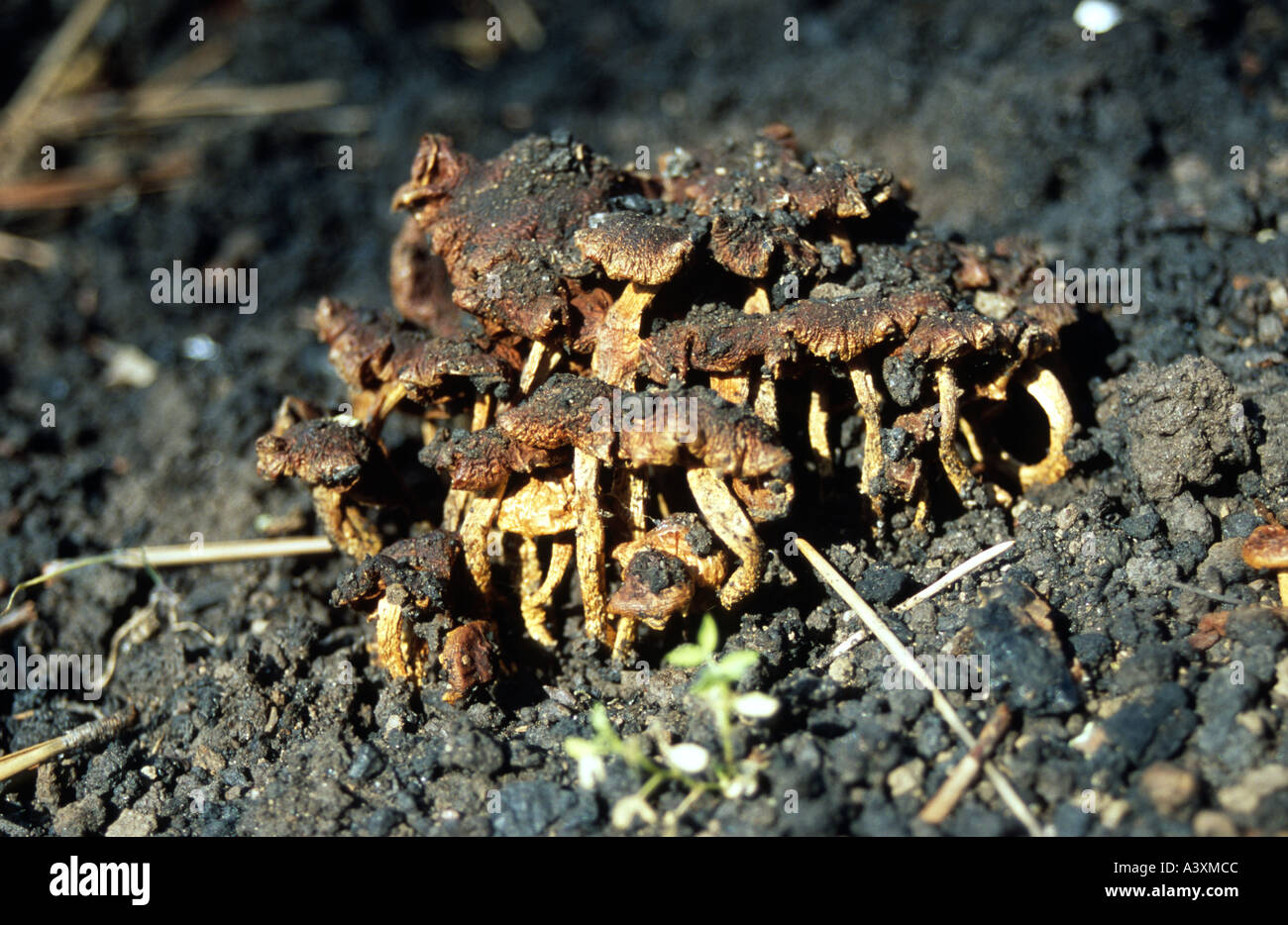 Burnt burned fire damage mushrooms fungi at tree base forest Massif des ...