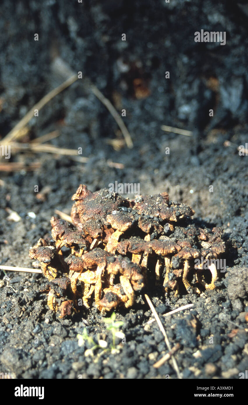 Burnt burned fire damage mushrooms fungi at tree base forest Massif des ...