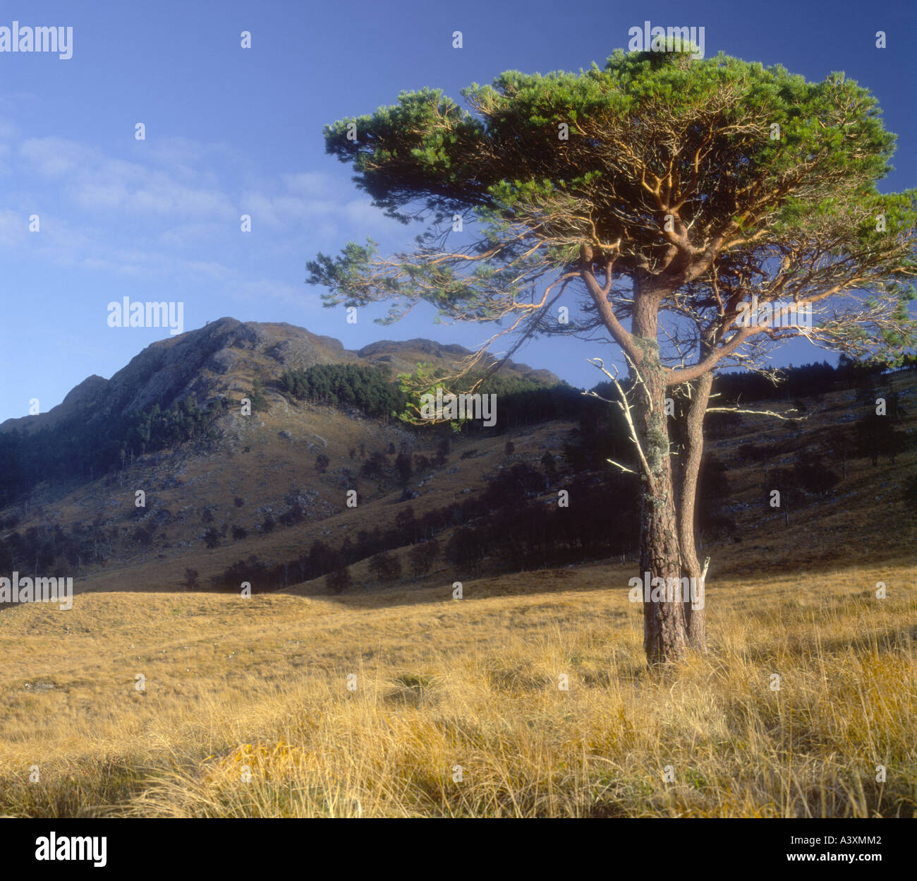 Old Scots Pine Tree Stock Photo - Alamy