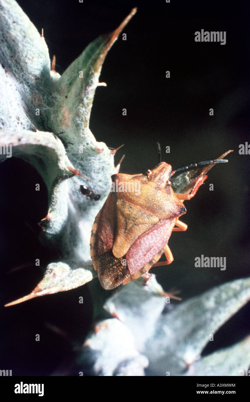 zoology / animals, insect, bugs, stink bug, (Rhaphigaster nebulosa), on ...