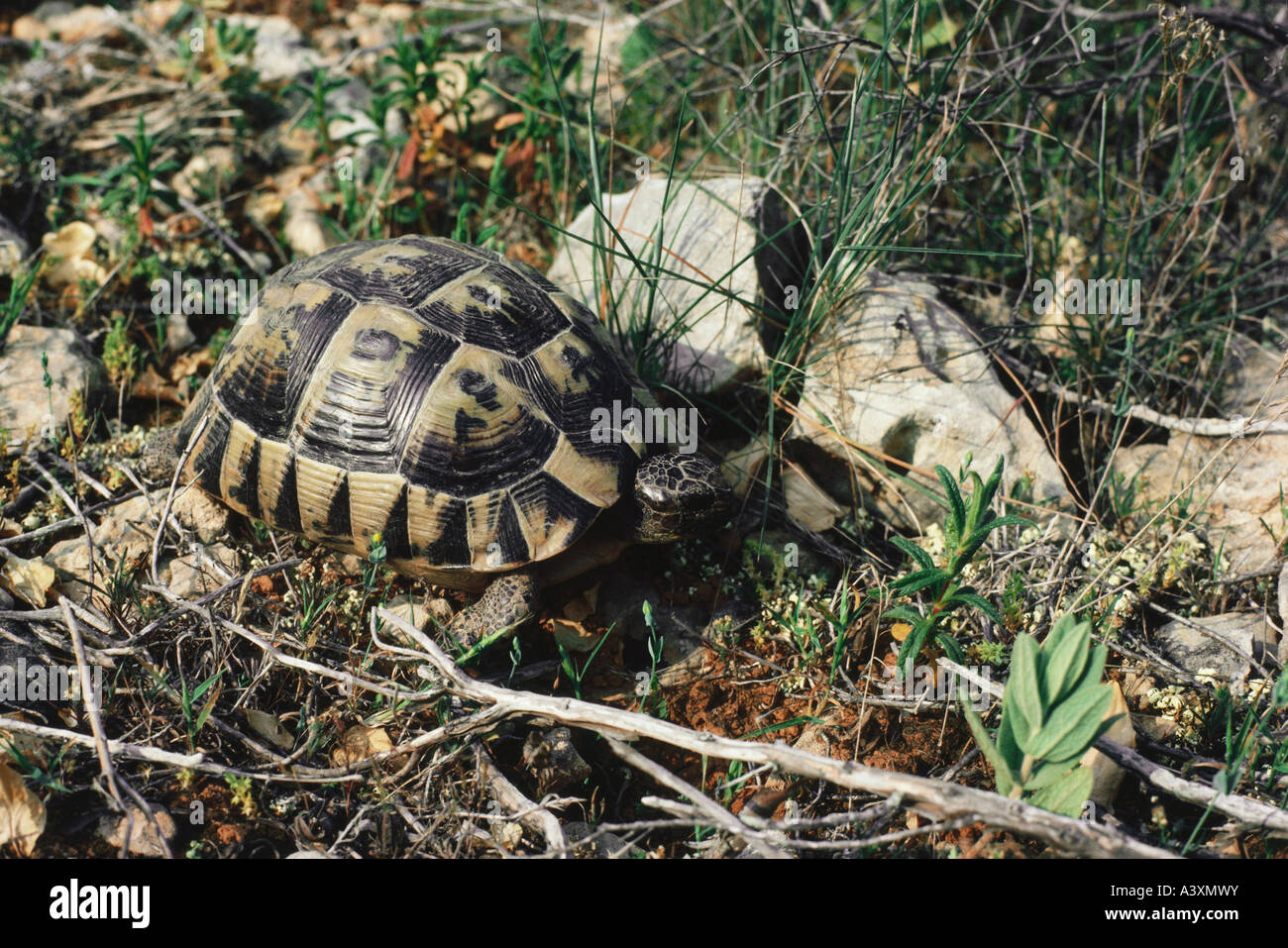 zoology / animals, reptiles, Hermann's Tortoise, (Testudo hermanni), in ...
