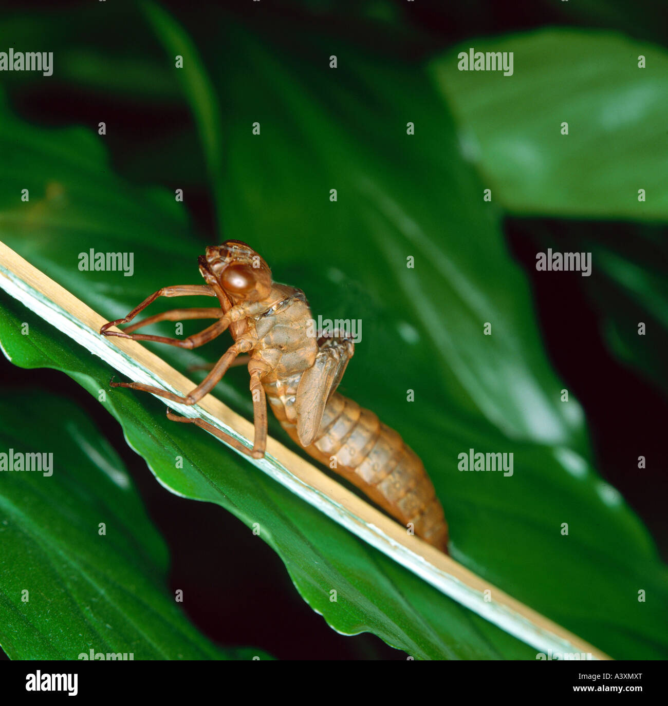 Empty cocoon hi-res stock photography and images - Alamy