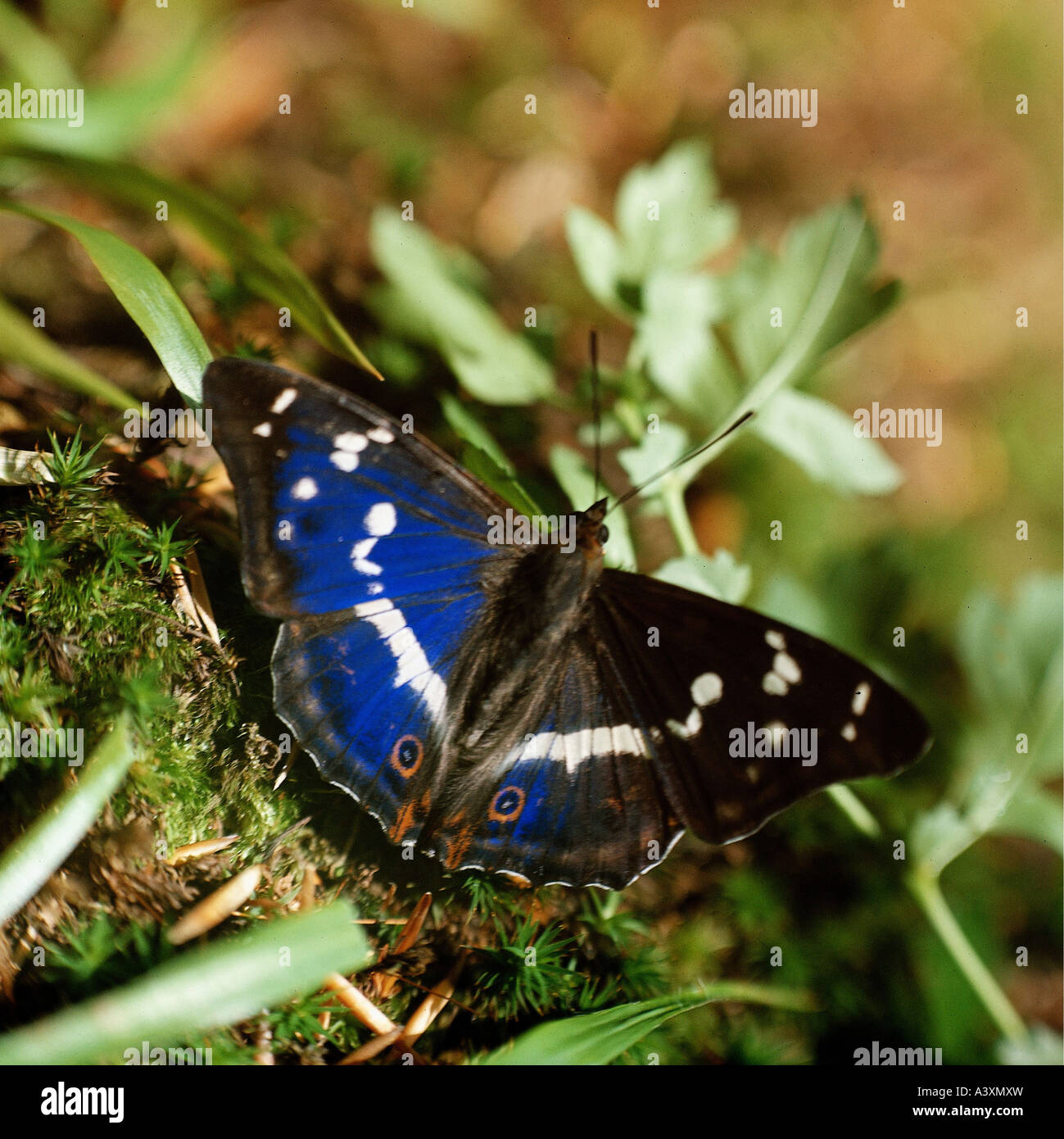 zoology / animals, insect, butterflies, Purple Emperor, (Apatura iris ...