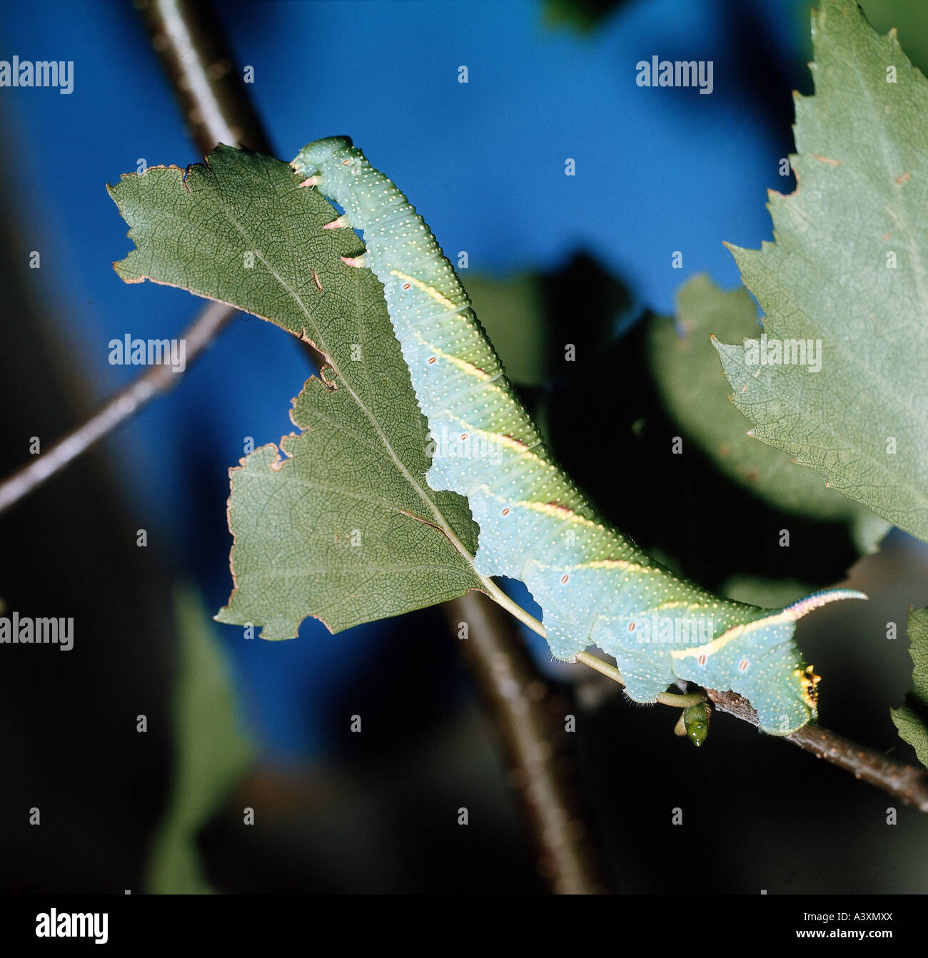 zoology / animals, insect, butterflies, Lime Hawk moth, (Mimas tiliae ...