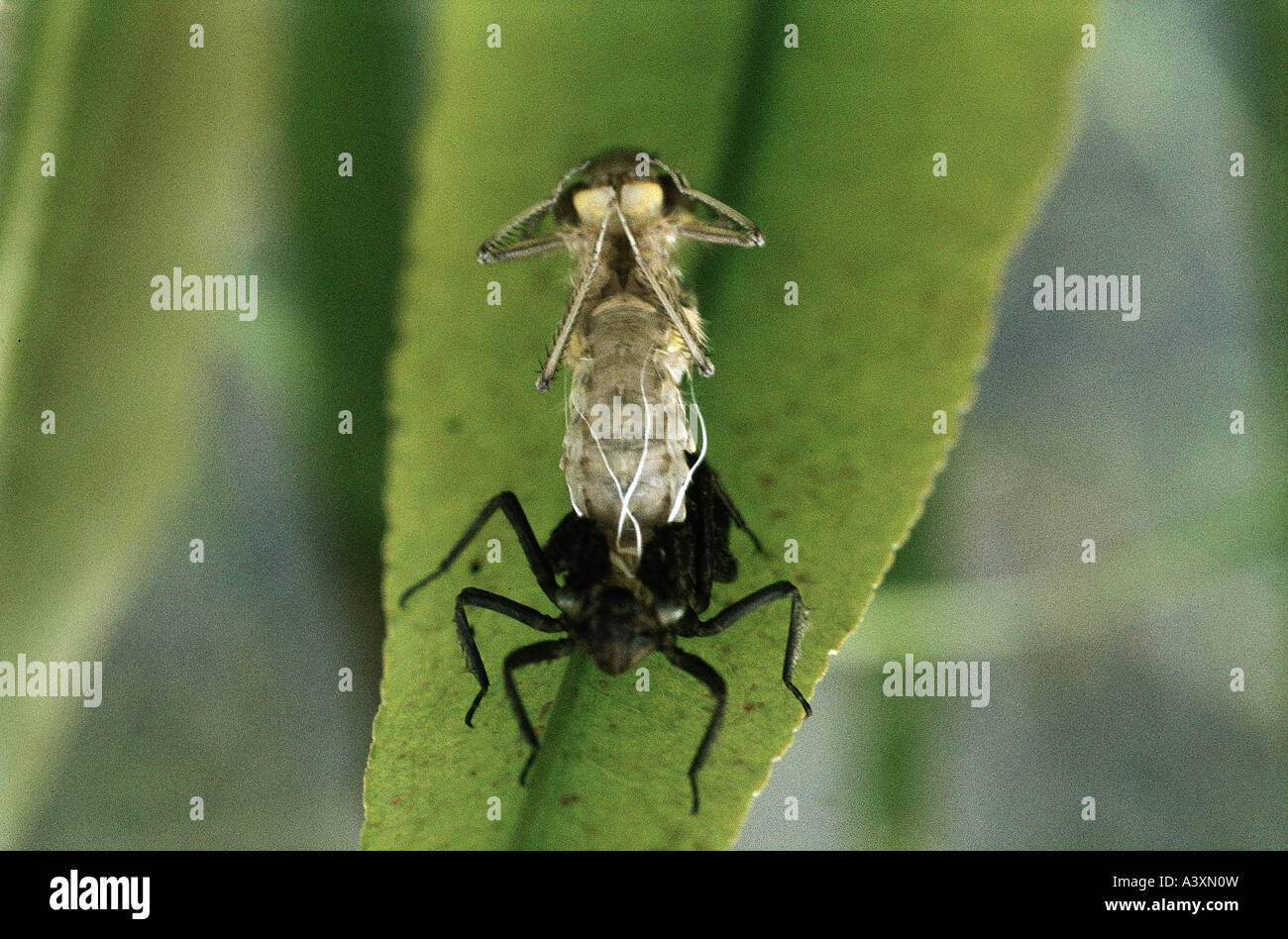 zoology / animals, insect, Four-spotted Chaser, (Libellula ...
