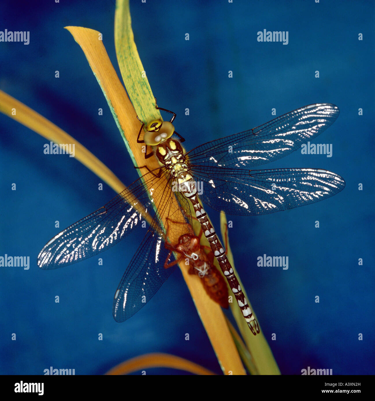 zoology / animals, insect, dragonfly, Southern Hawker, (Aeshna cyanea ...