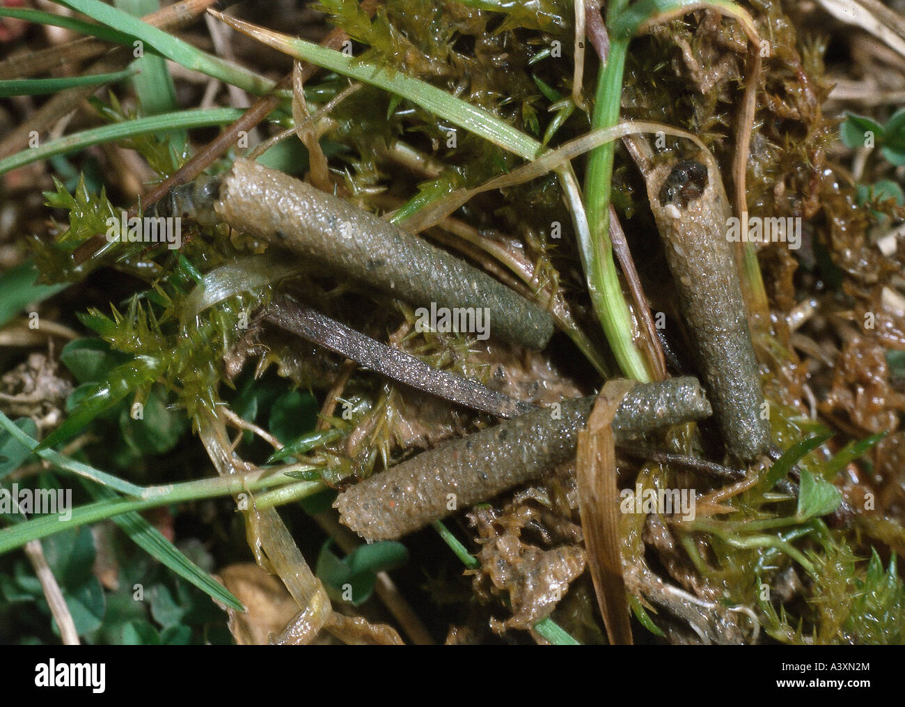 zoology / animals, insects, Trichoptera, development, three larva with ...